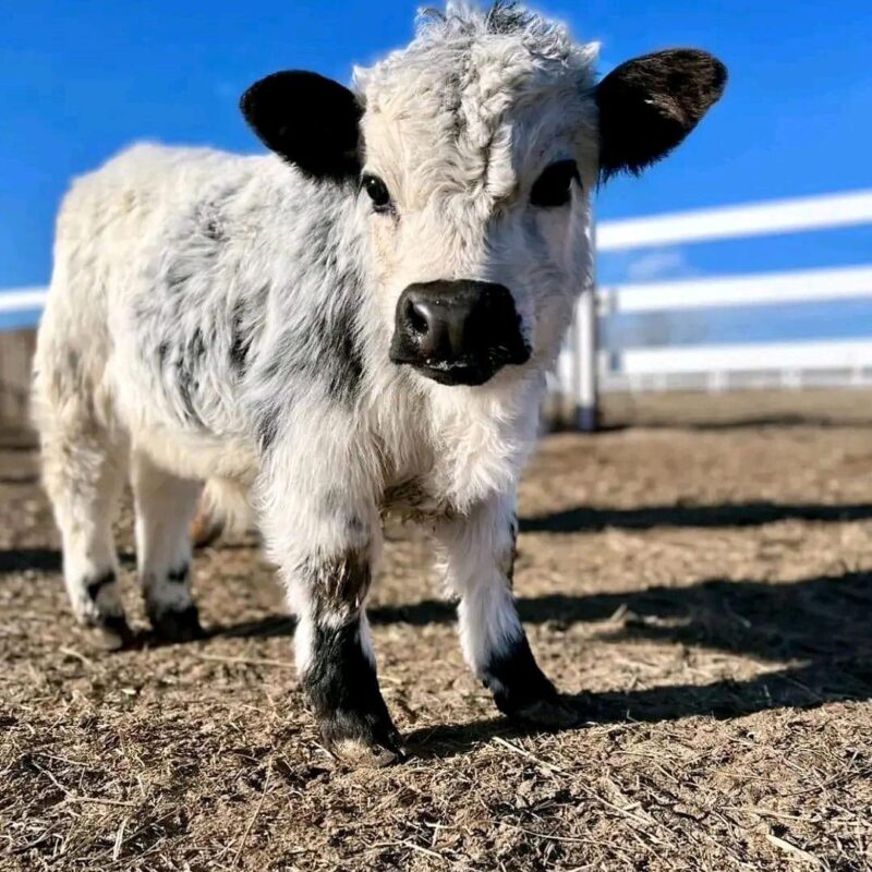 Mini Highland Cow (Noah) - Highland Cow Farm