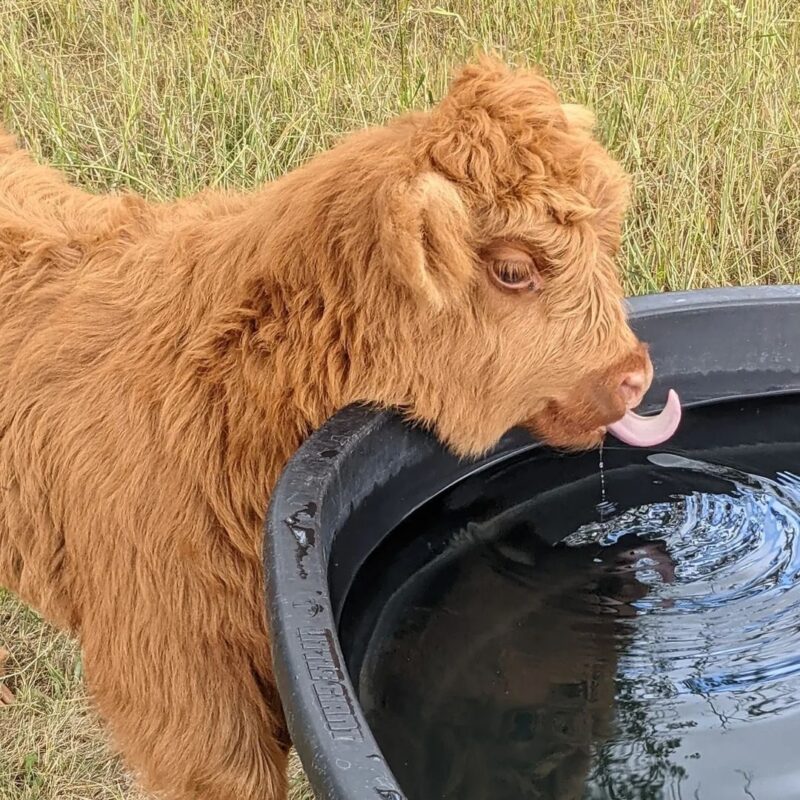 Mini Highland Cow (Hazels) - Highland Cow Farm