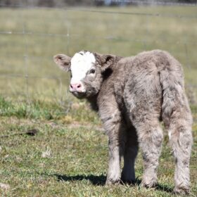 Mini Highland Cow (Jill) - Micro Mini Cows for sale - Highland Cow Farm
