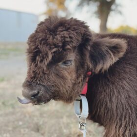 Mini Highland Cow (Jill) - Micro Mini Cows for sale - Highland Cow Farm