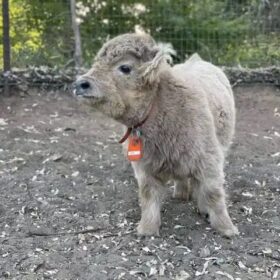 Mini Highland Cow (Rowdy) - Highland Cow Farm